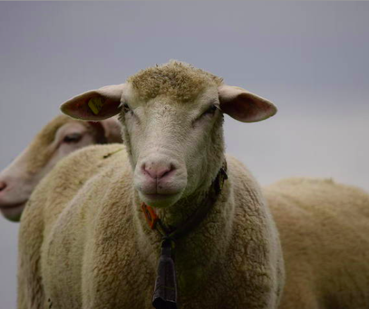 Do You Trust Me? – It's All True